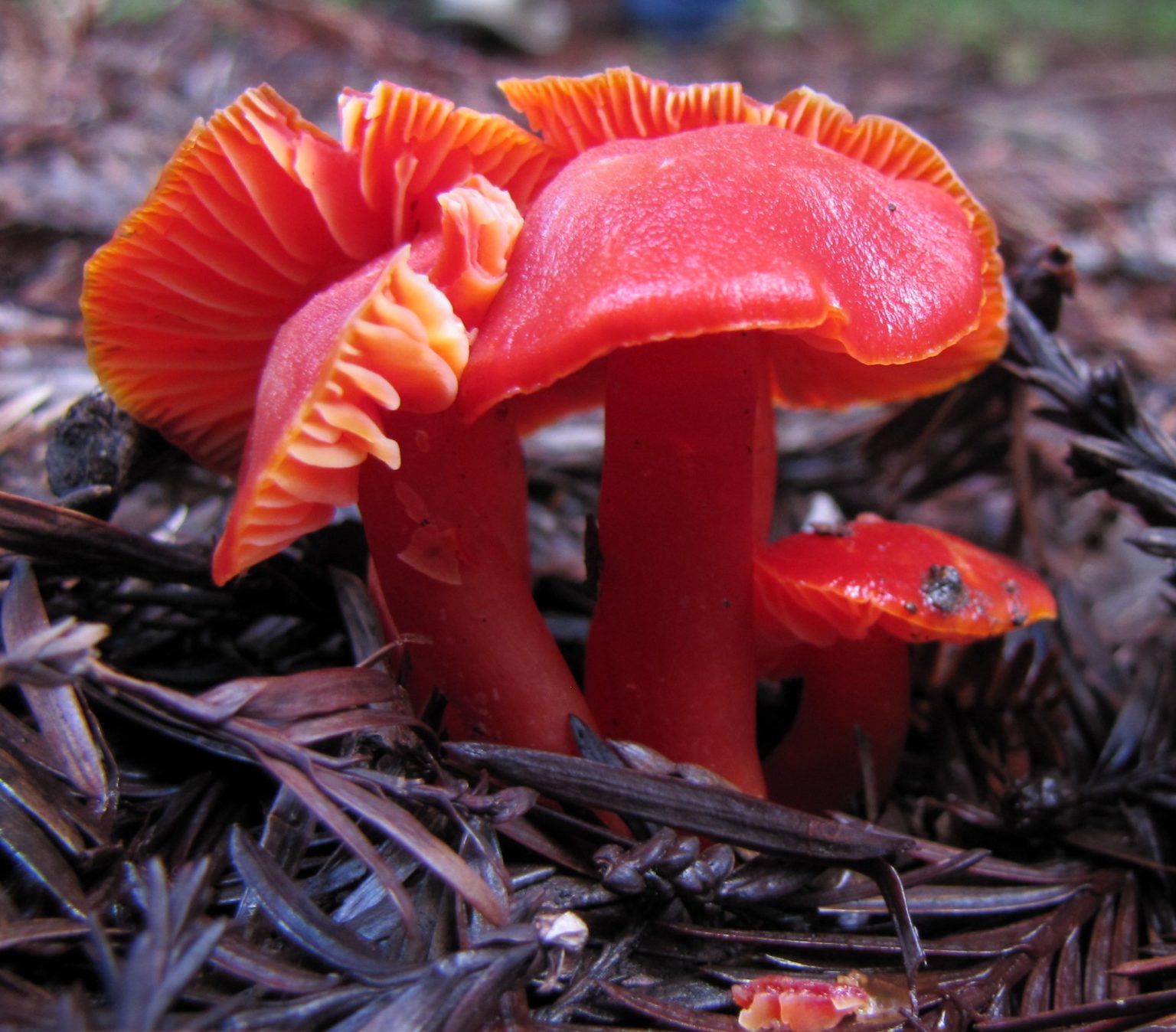 Hygrocybe coccinea – identifier-les-champignons.com