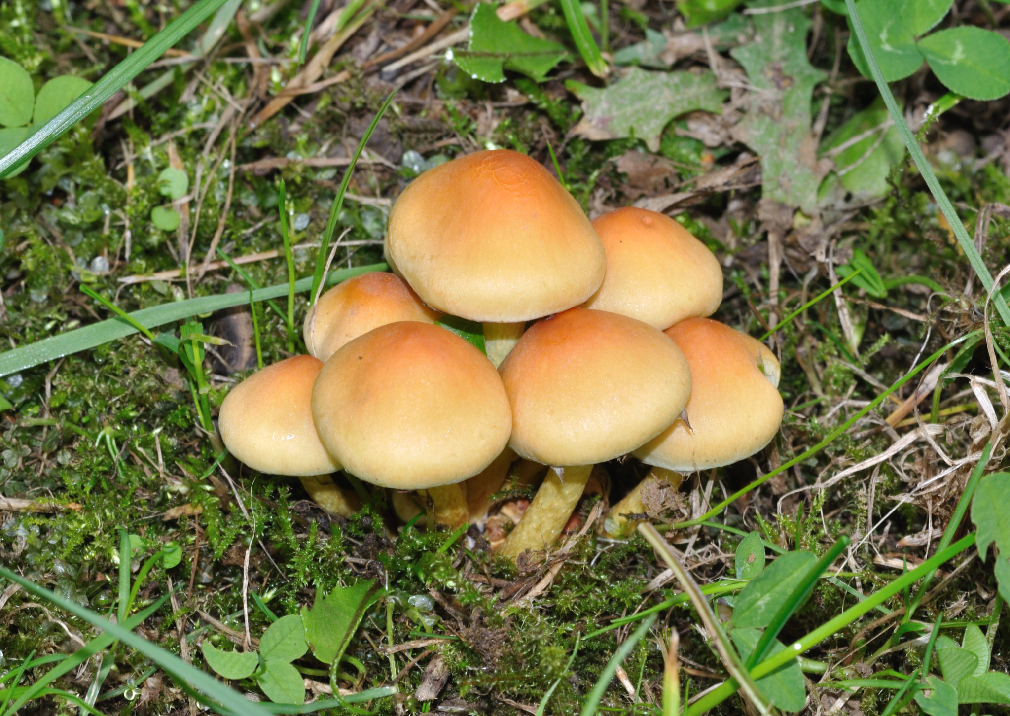 Hypholoma fasciculare – identifier-les-champignons.com