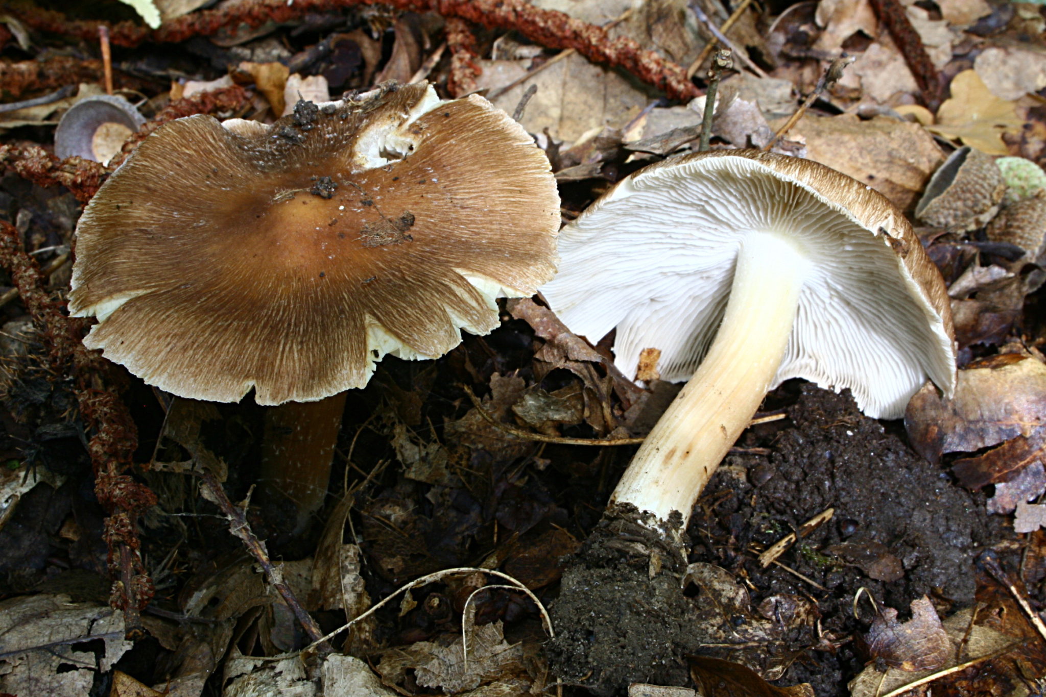 Inocybe maculata – identifier-les-champignons.com