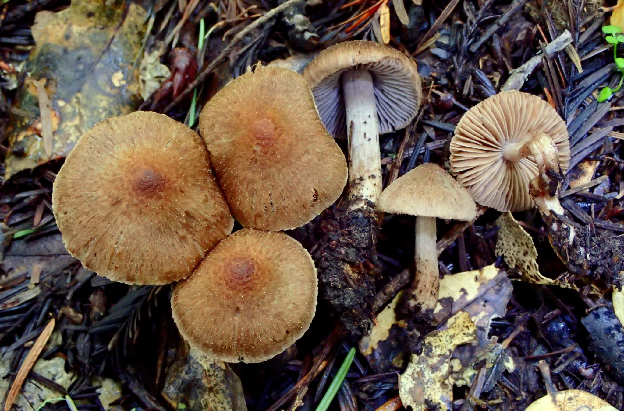 Inocybe pusio – identifier-les-champignons.com
