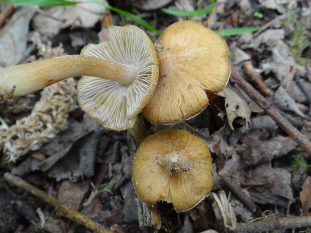 Inocybe rimosa – identifier-les-champignons.com