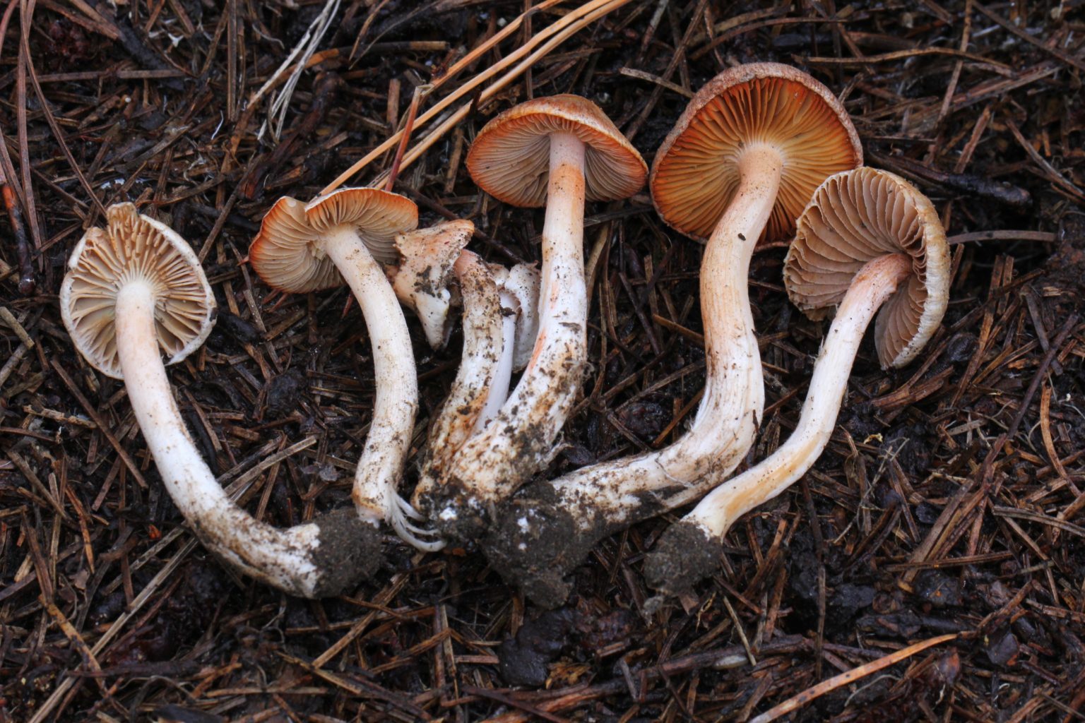 Inocybe whitei – identifier-les-champignons.com