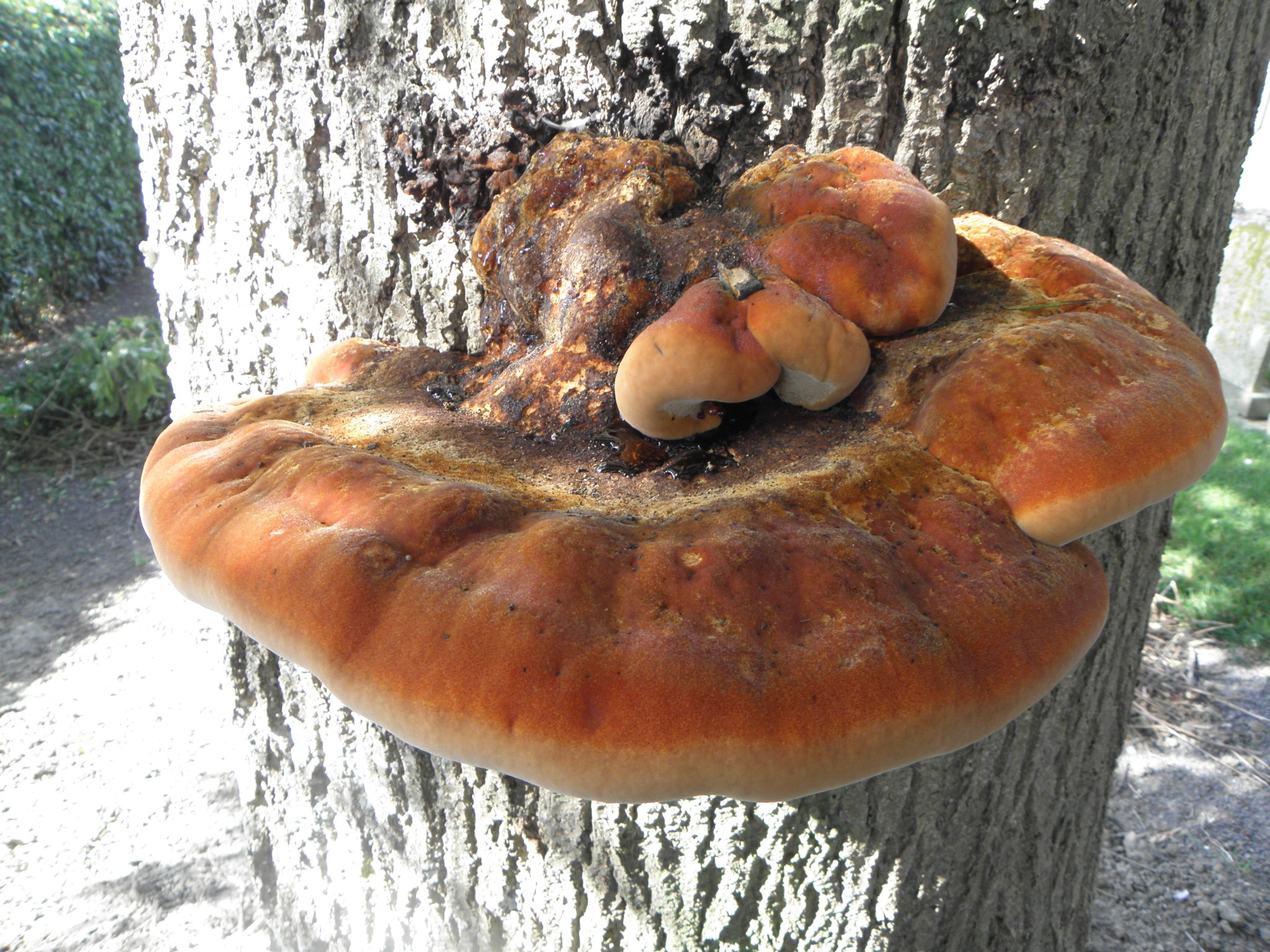 Inonotus hispidus – identifier-les-champignons.com