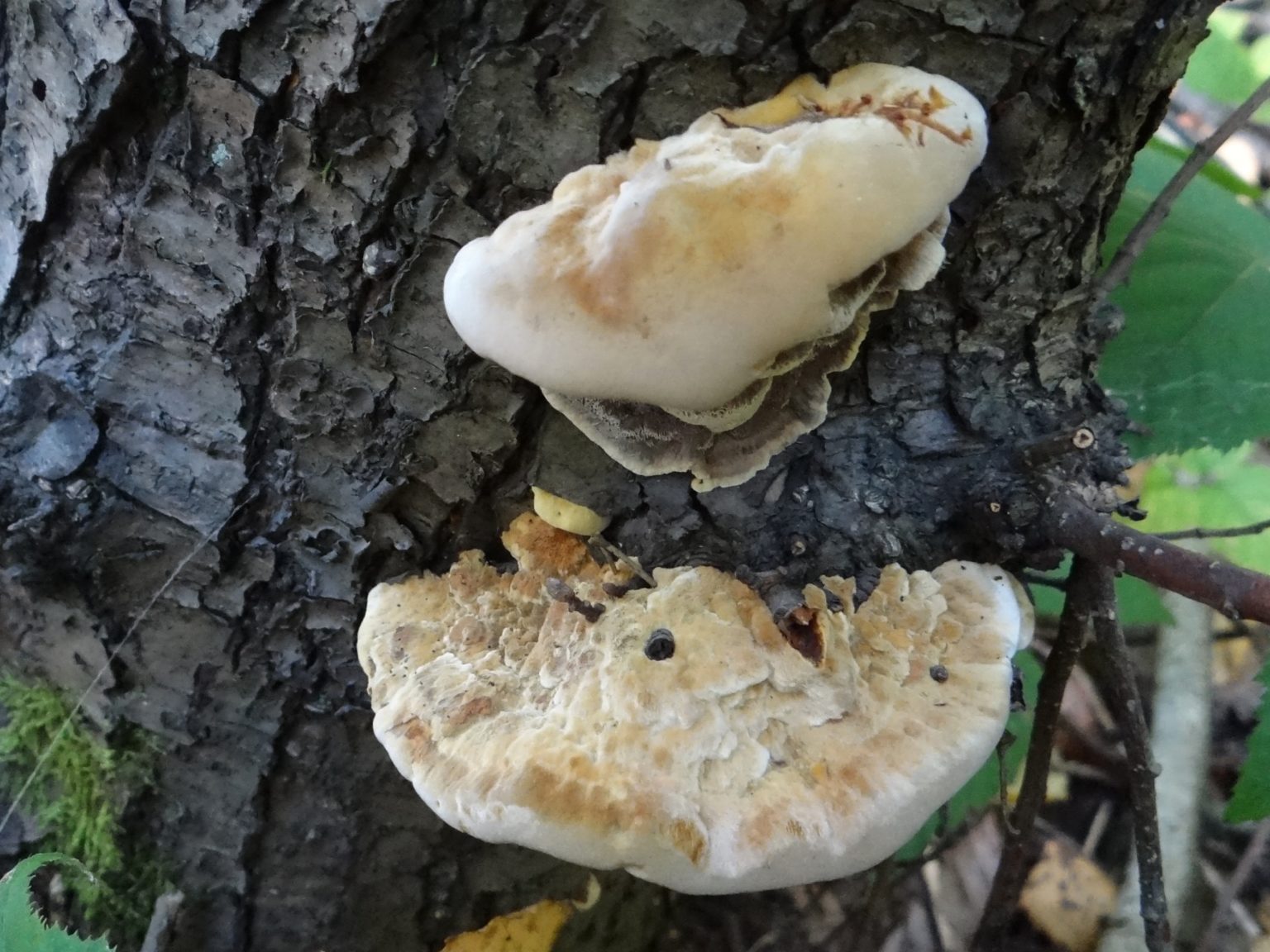 Inonotus radiatus – identifier-les-champignons.com