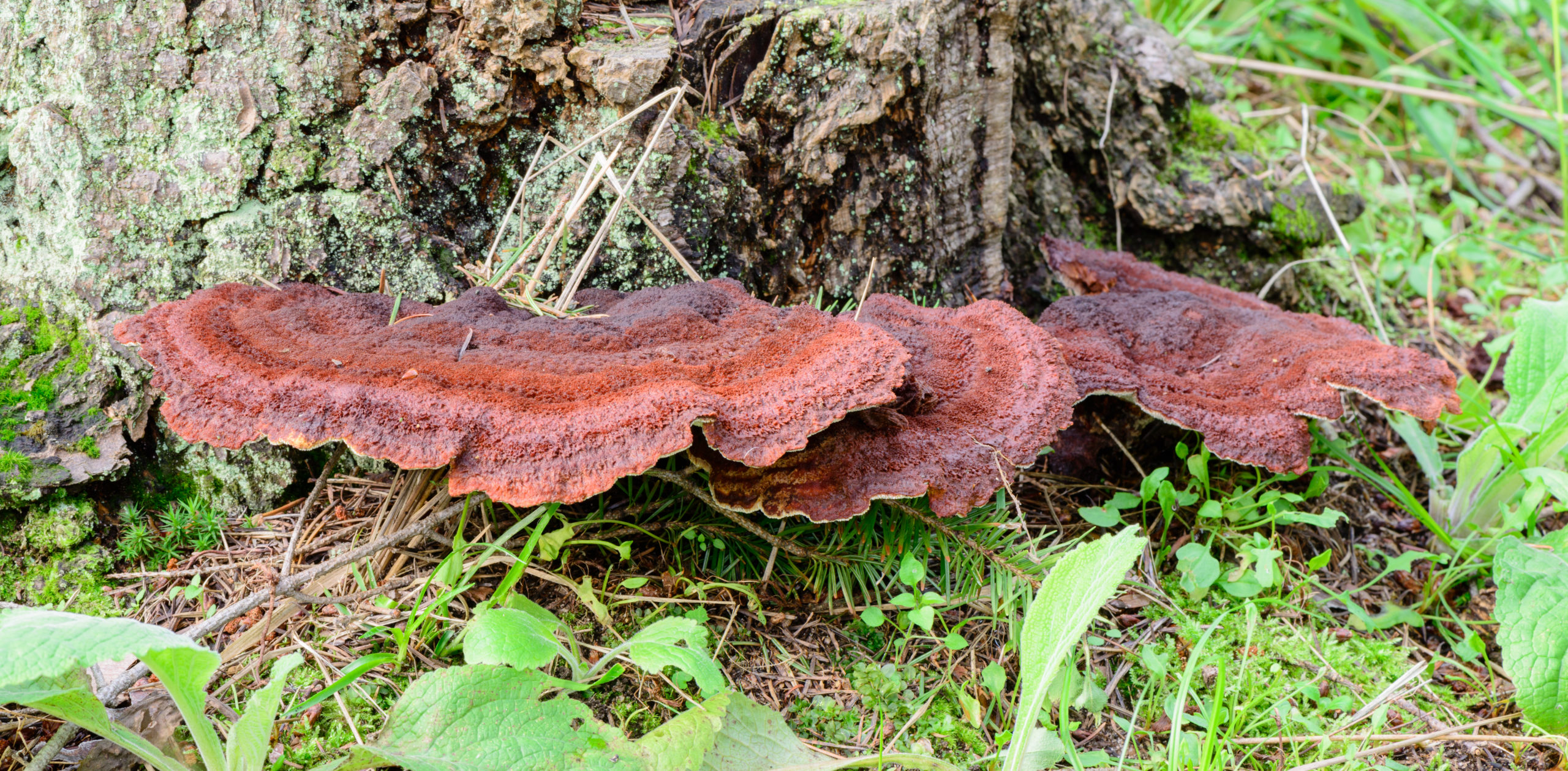 Ischnoderma benzoinum – identifier-les-champignons.com