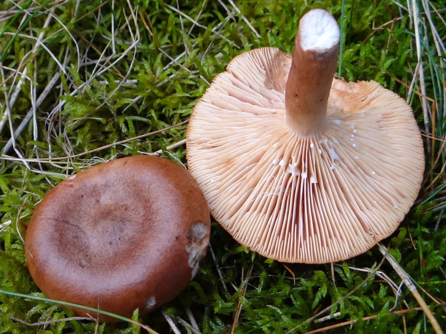 Lactarius rufus – identifier-les-champignons.com