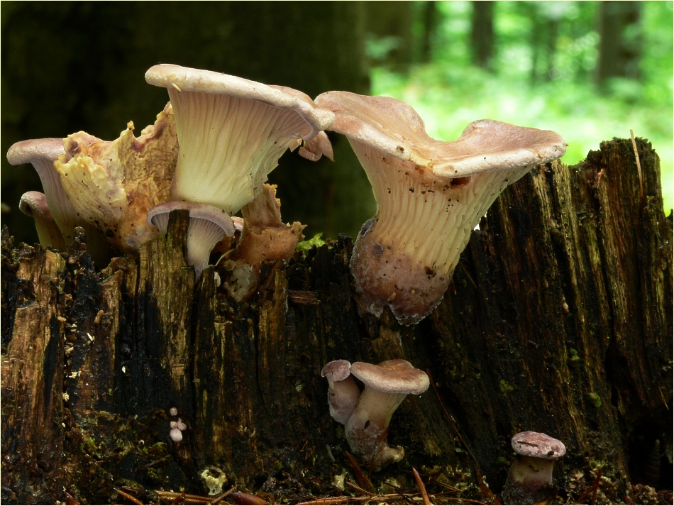 Lentinus conchatus – identifier-les-champignons.com