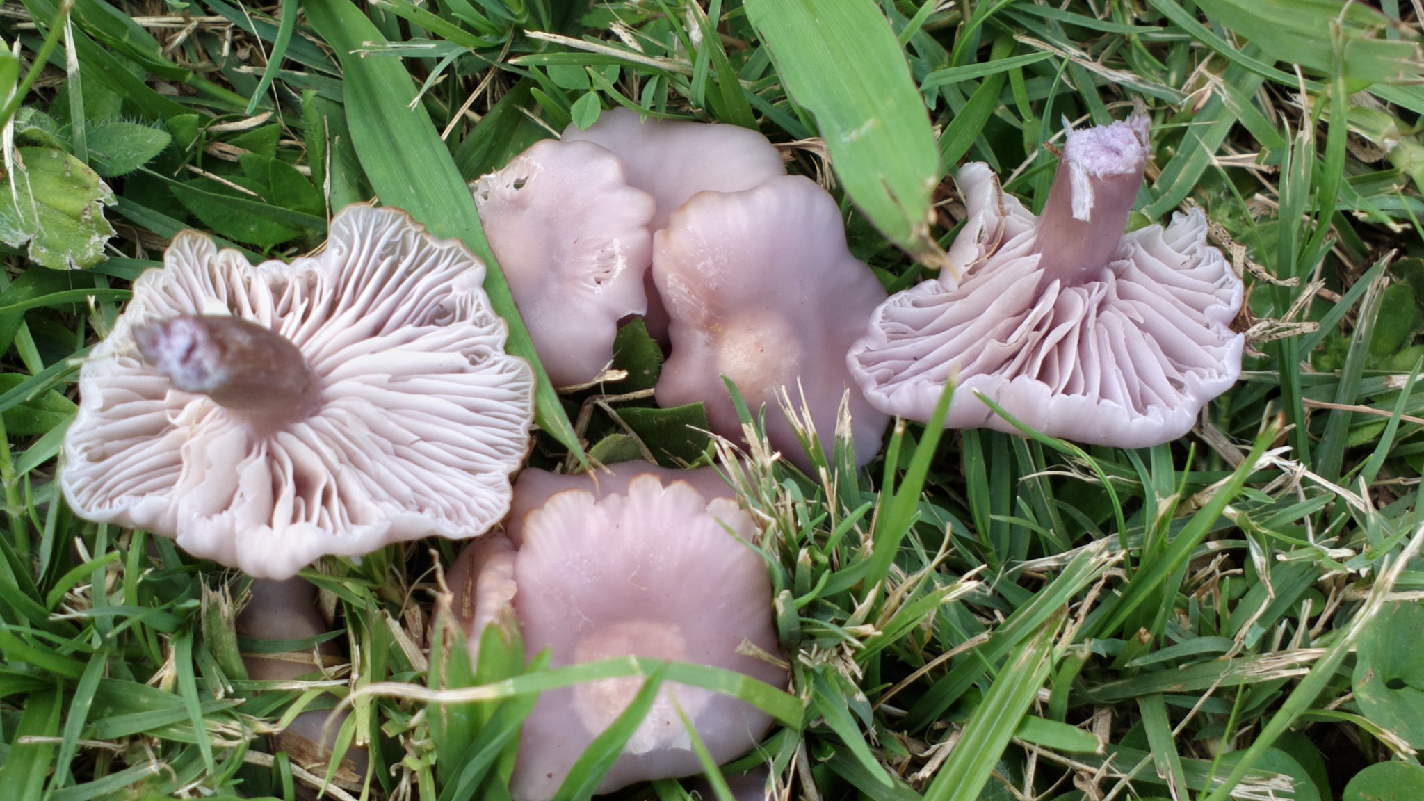 Lepista sordida – identifier-les-champignons.com