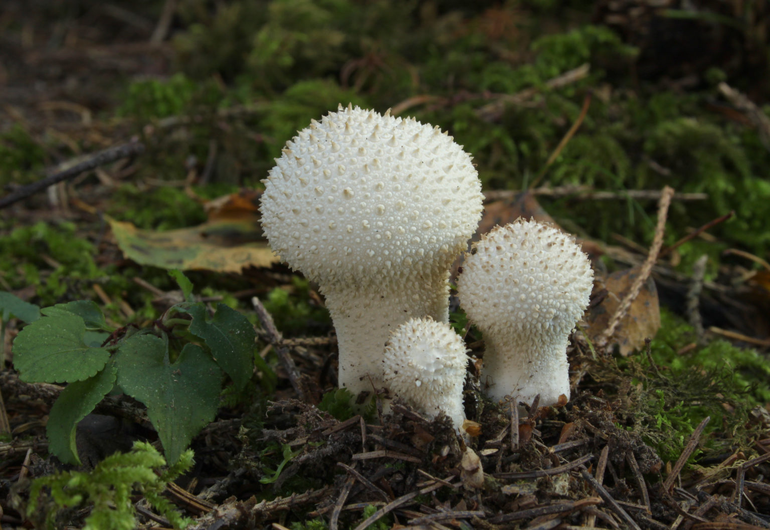 Lycoperdon perlatum – identifier-les-champignons.com