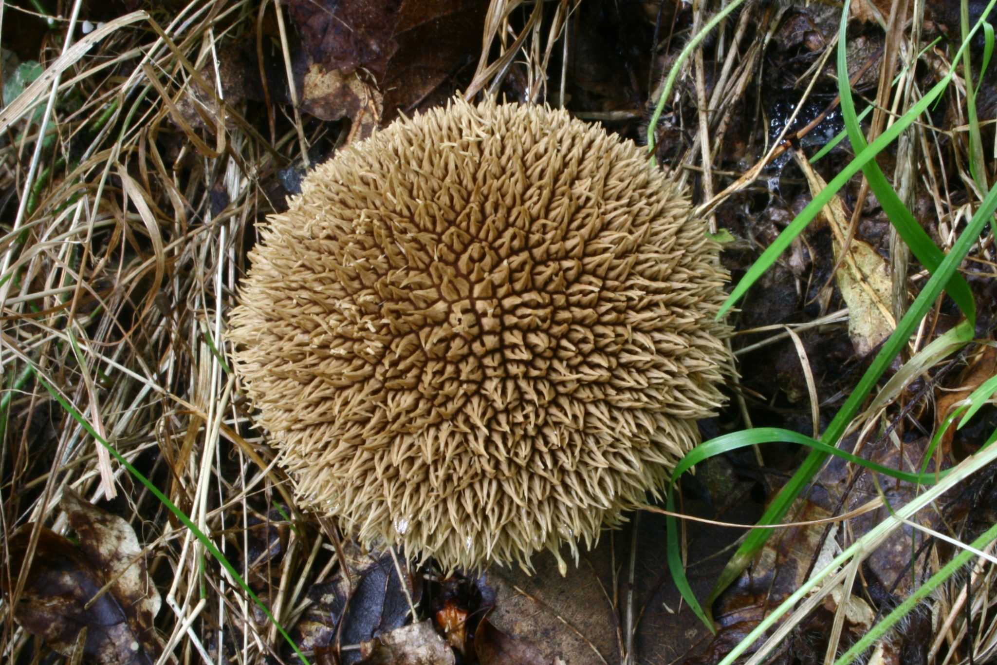 Lycoperdon echinatum – identifier-les-champignons.com