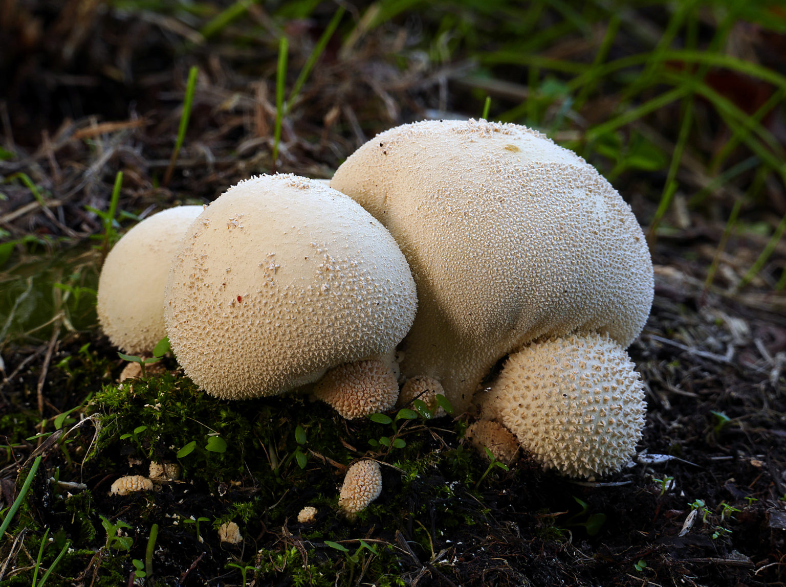 Lycoperdon pyriforme – identifier-les-champignons.com