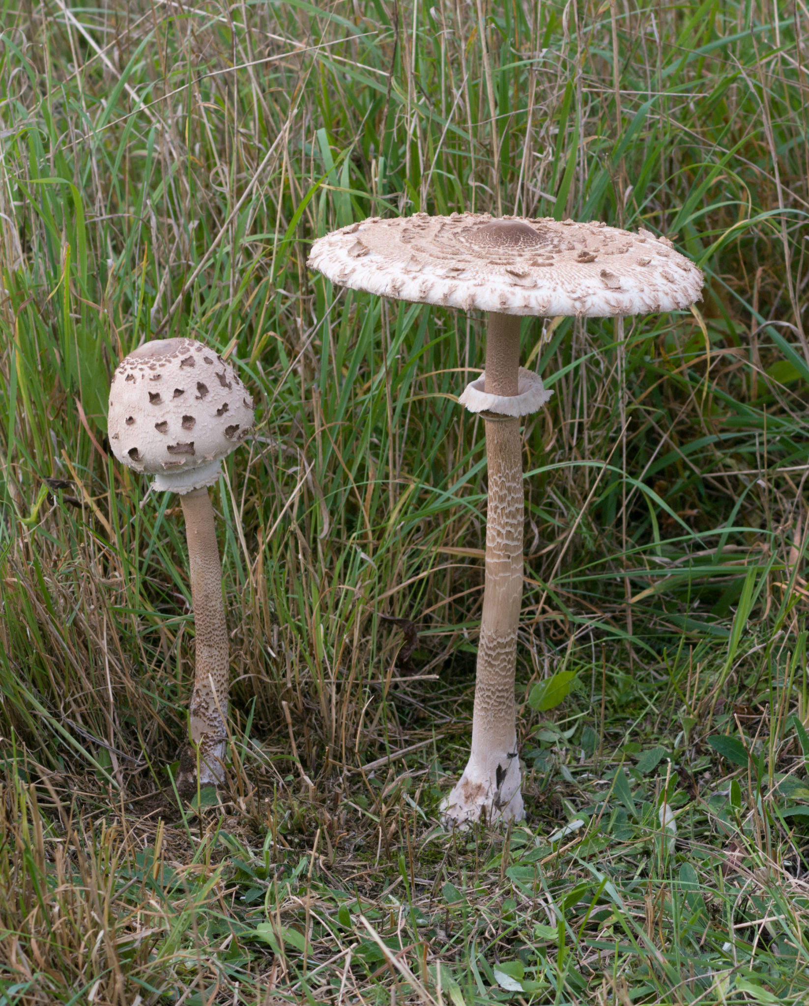 Macrolepiota procera – identifier-les-champignons.com