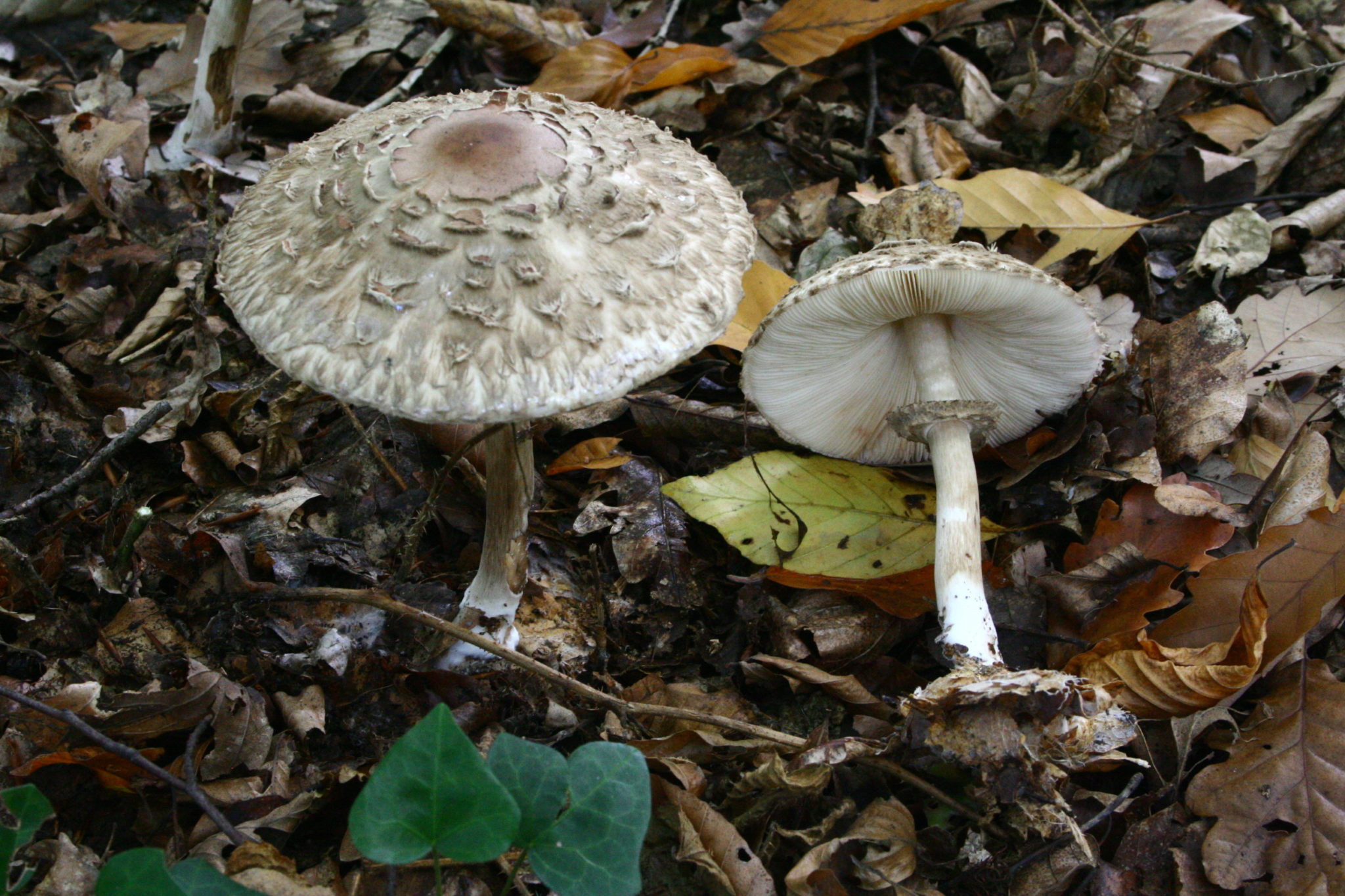 Lepiota rhacodes – identifier-les-champignons.com