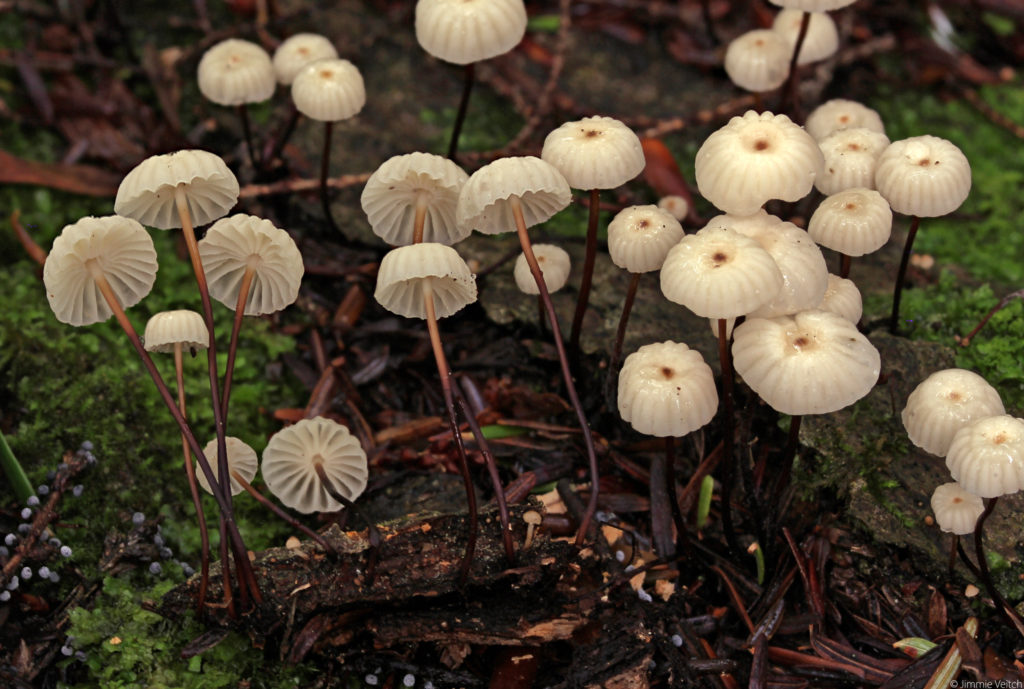 Marasmius rotula – identifier-les-champignons.com