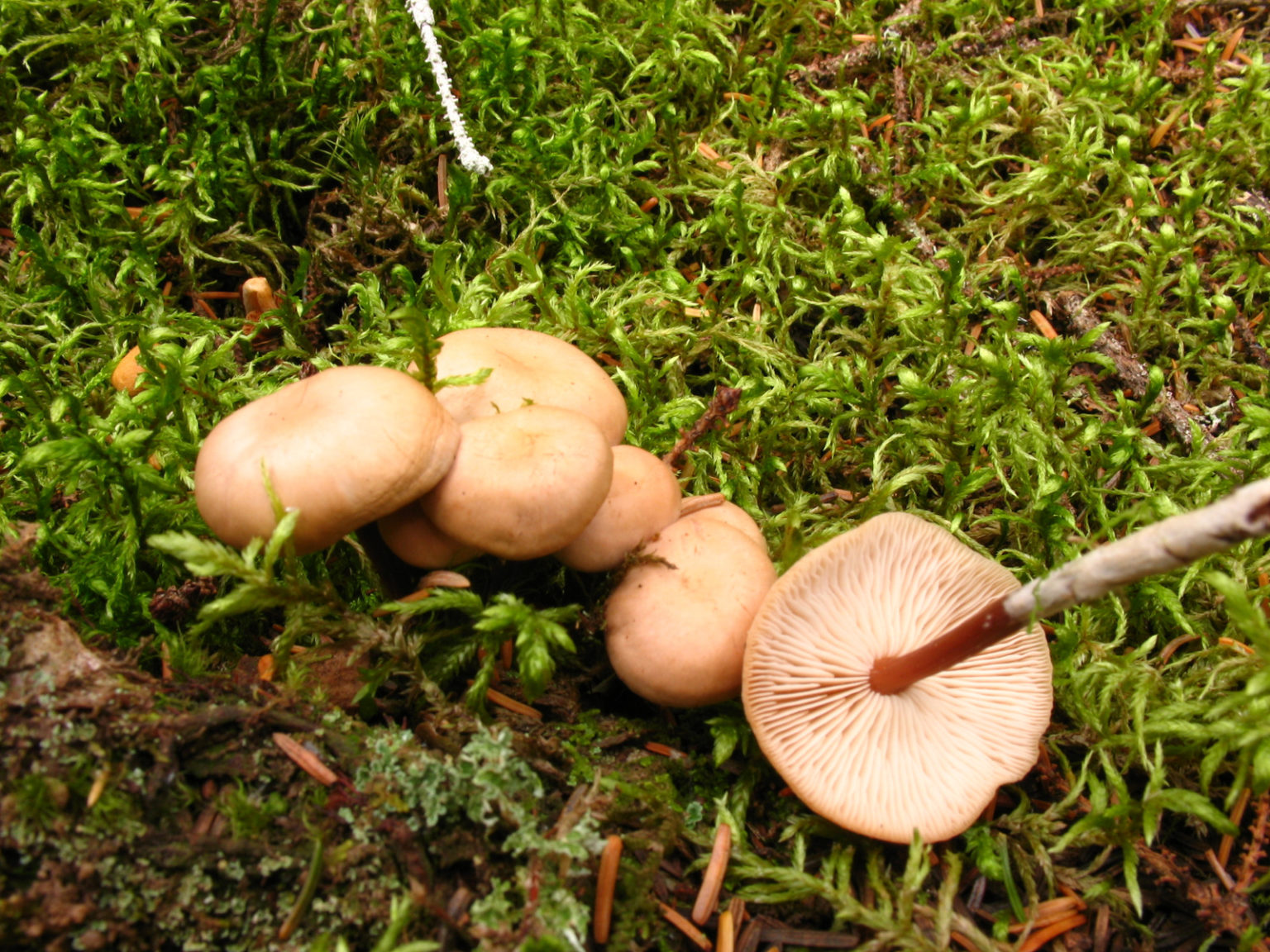 Marasmius scorodonius – identifier-les-champignons.com