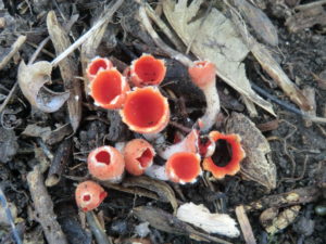 Microstoma protracta – identifier-les-champignons.com
