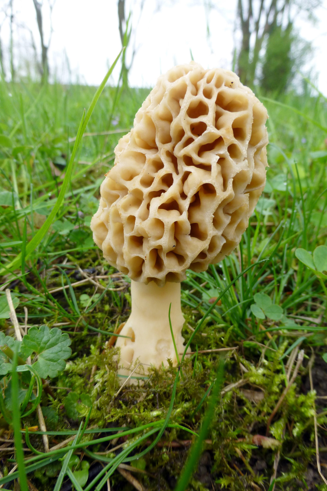 Morchella esculenta – identifier-les-champignons.com