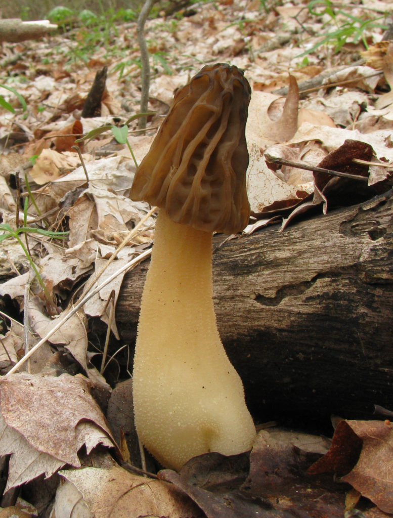 Morchella semilibera – identifier-les-champignons.com