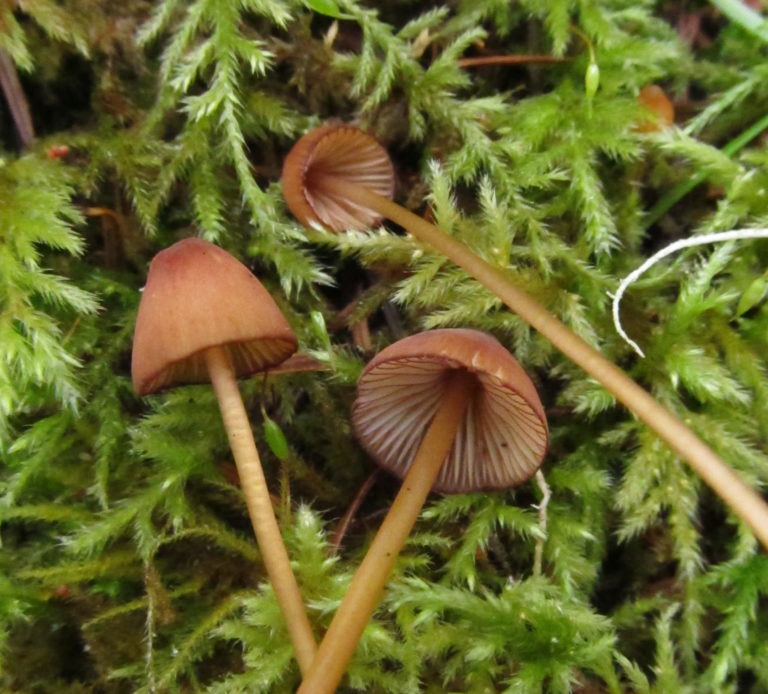 Mycena sanguinolenta – identifier-les-champignons.com