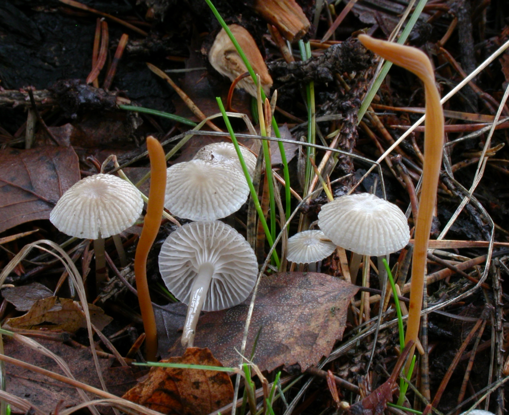 Mycena vulgaris – identifier-les-champignons.com