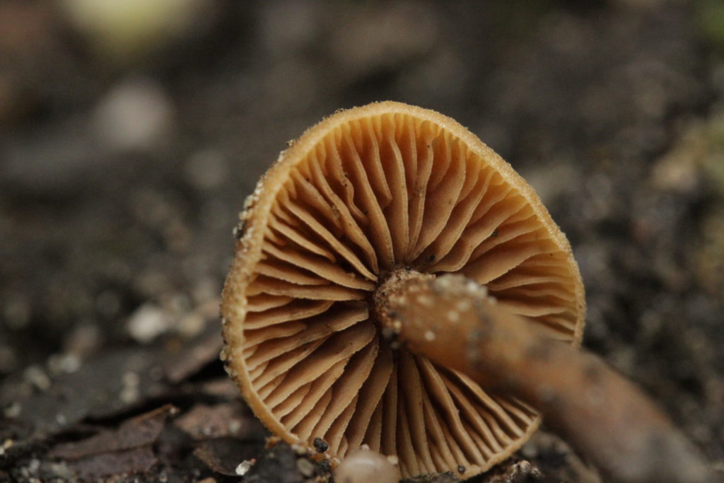 Naucoria subconspersa – identifier-les-champignons.com