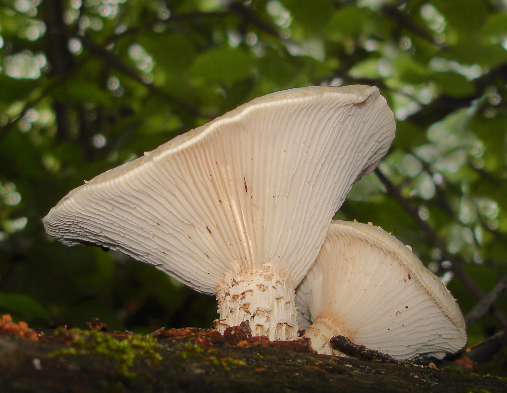 Neolentinus lepidus – identifier-les-champignons.com