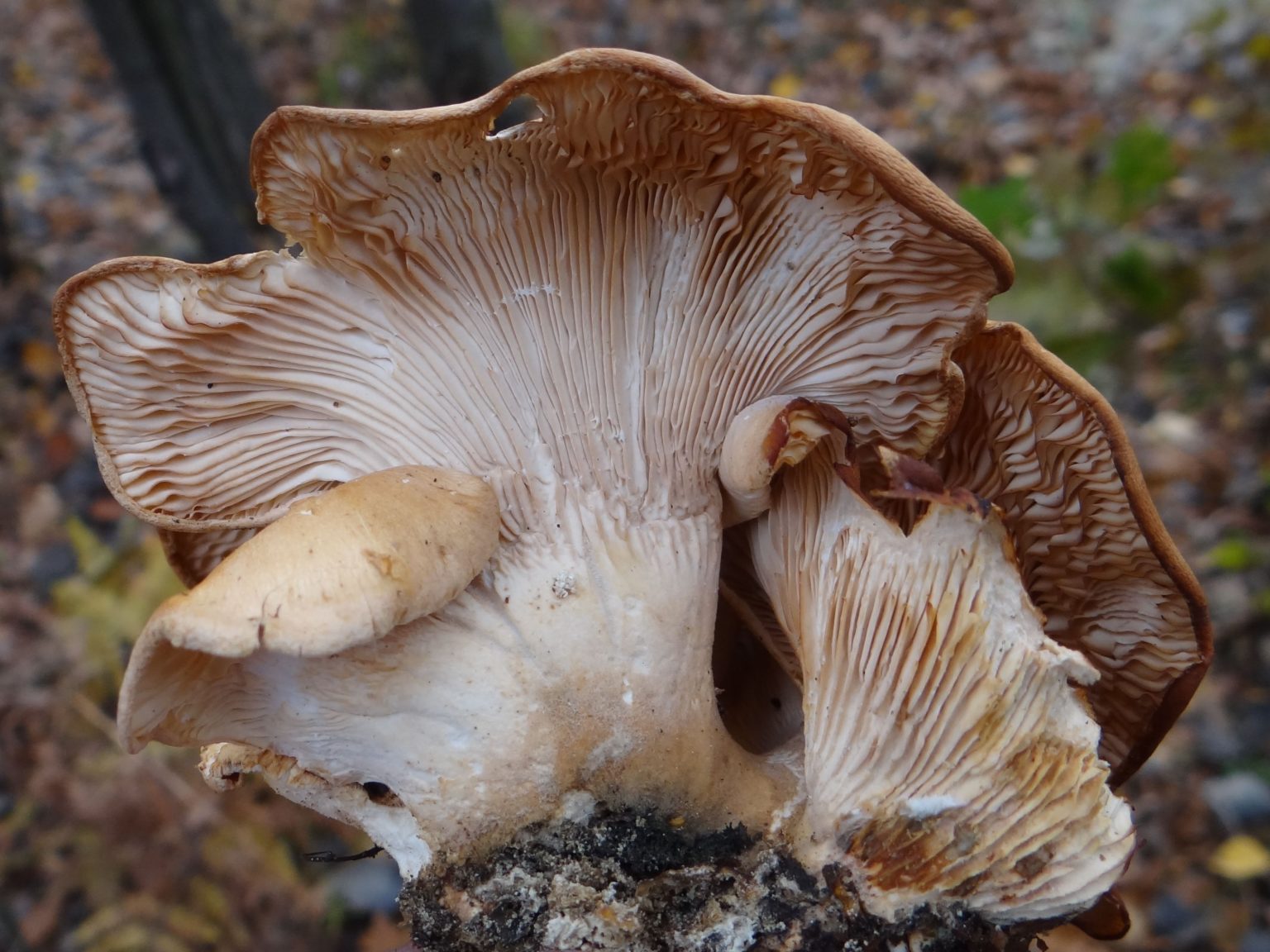 Panus conchatus – identifier-les-champignons.com