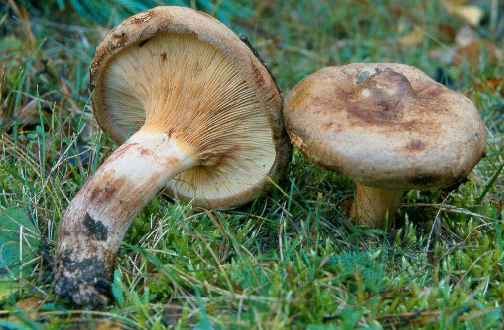 Paxillus involutus – identifier-les-champignons.com