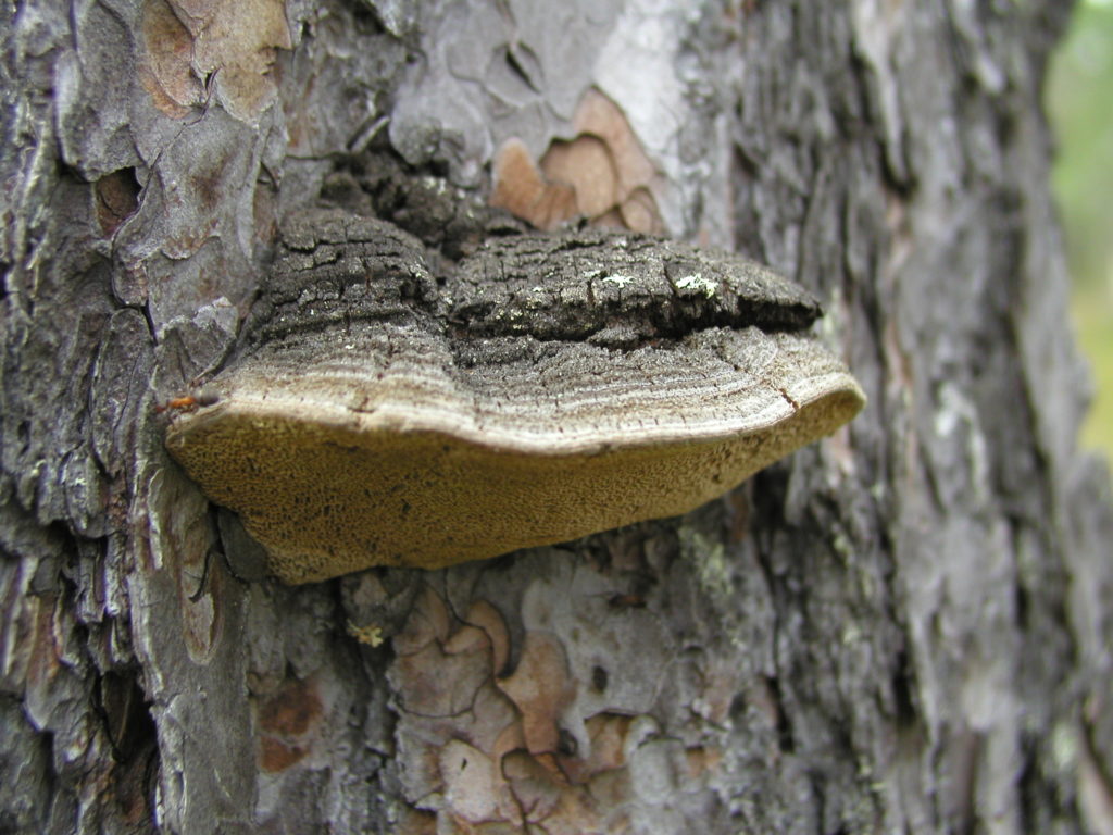 Phellinus pini – identifier-les-champignons.com