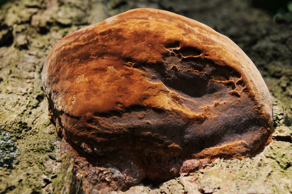Phellinus robustus – identifier-les-champignons.com