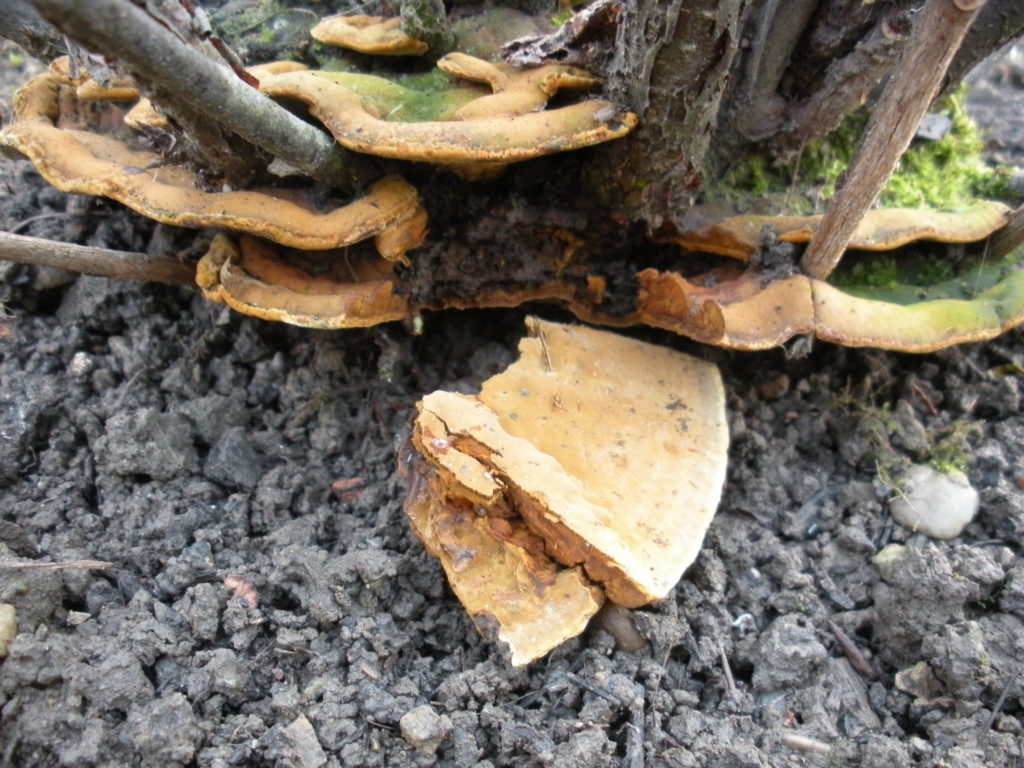 Phellinus ribis – identifier-les-champignons.com