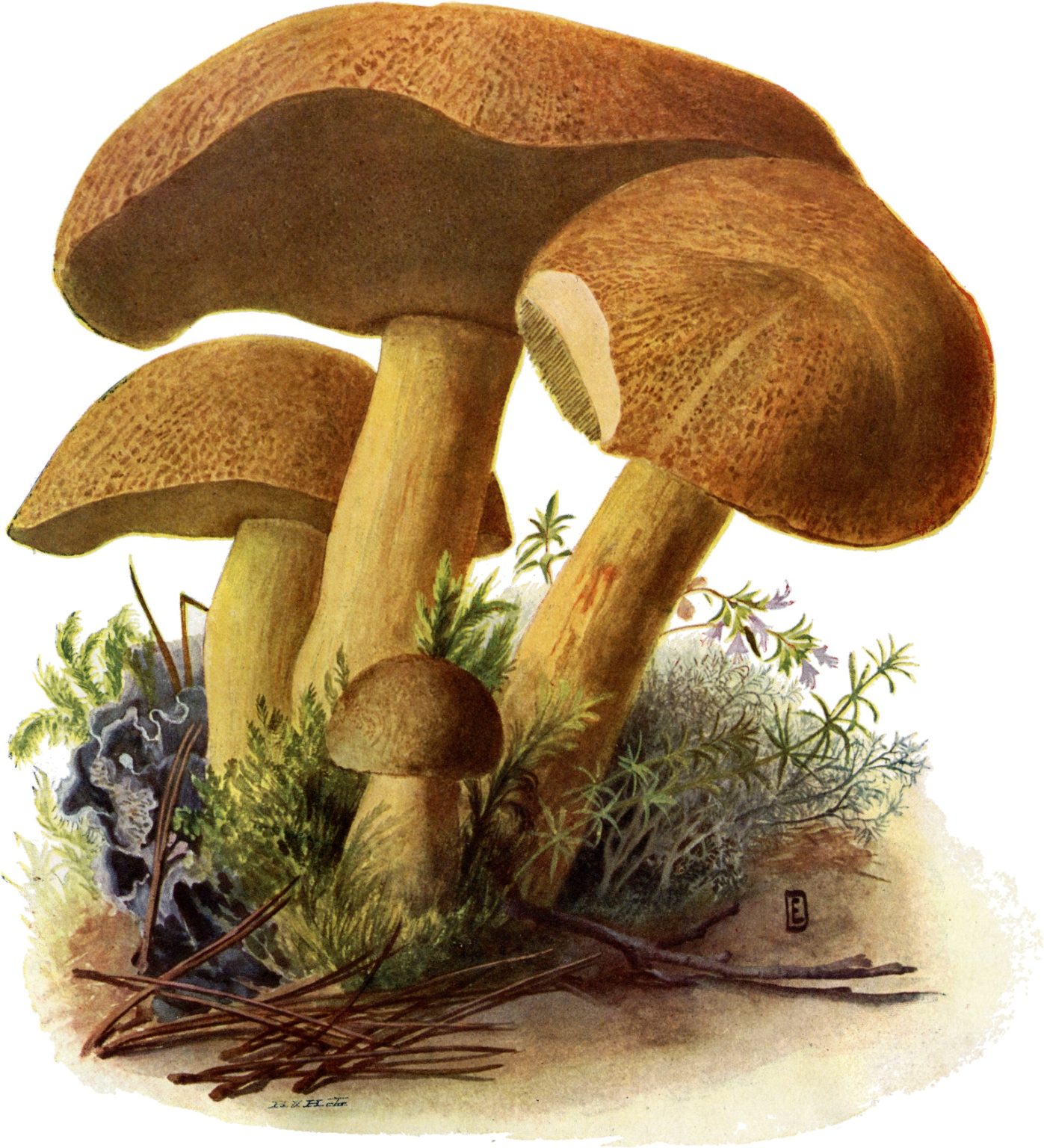 Boletus variegatus – identifier-les-champignons.com