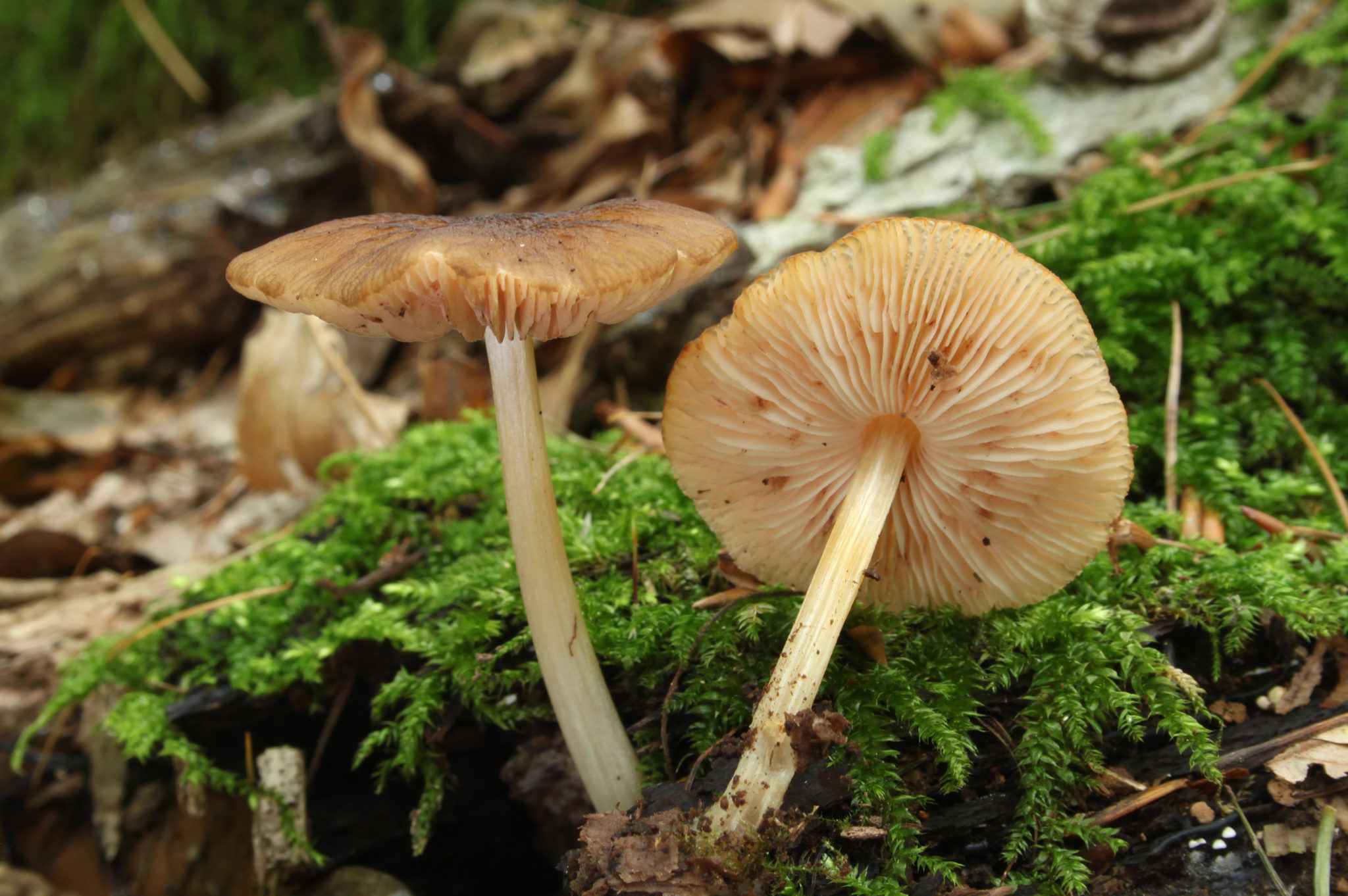 Pluteus phlebophorus – identifier-les-champignons.com