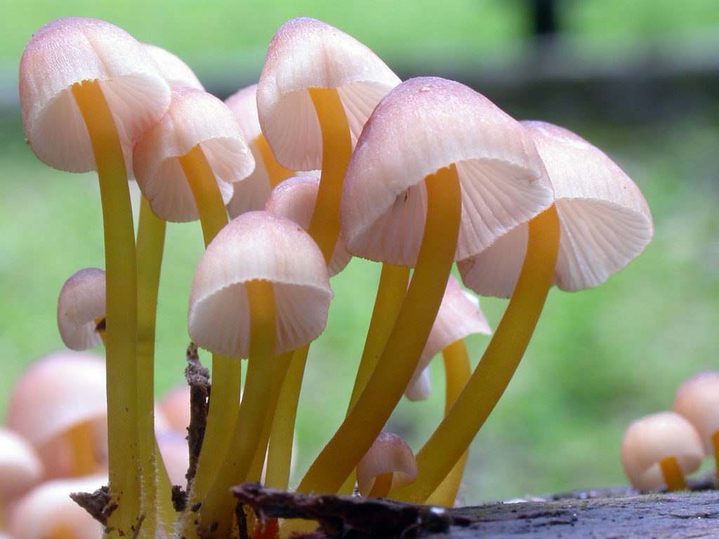 Mycena renati – identifier-les-champignons.com