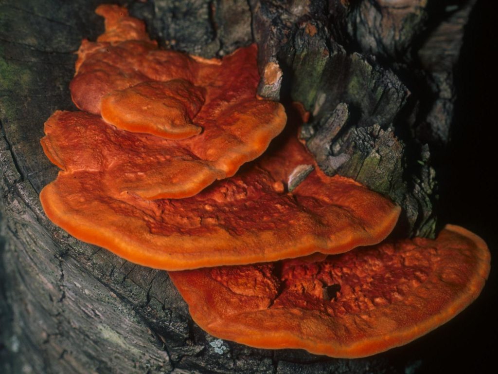 Pycnoporus cinnabarinus – identifier-les-champignons.com
