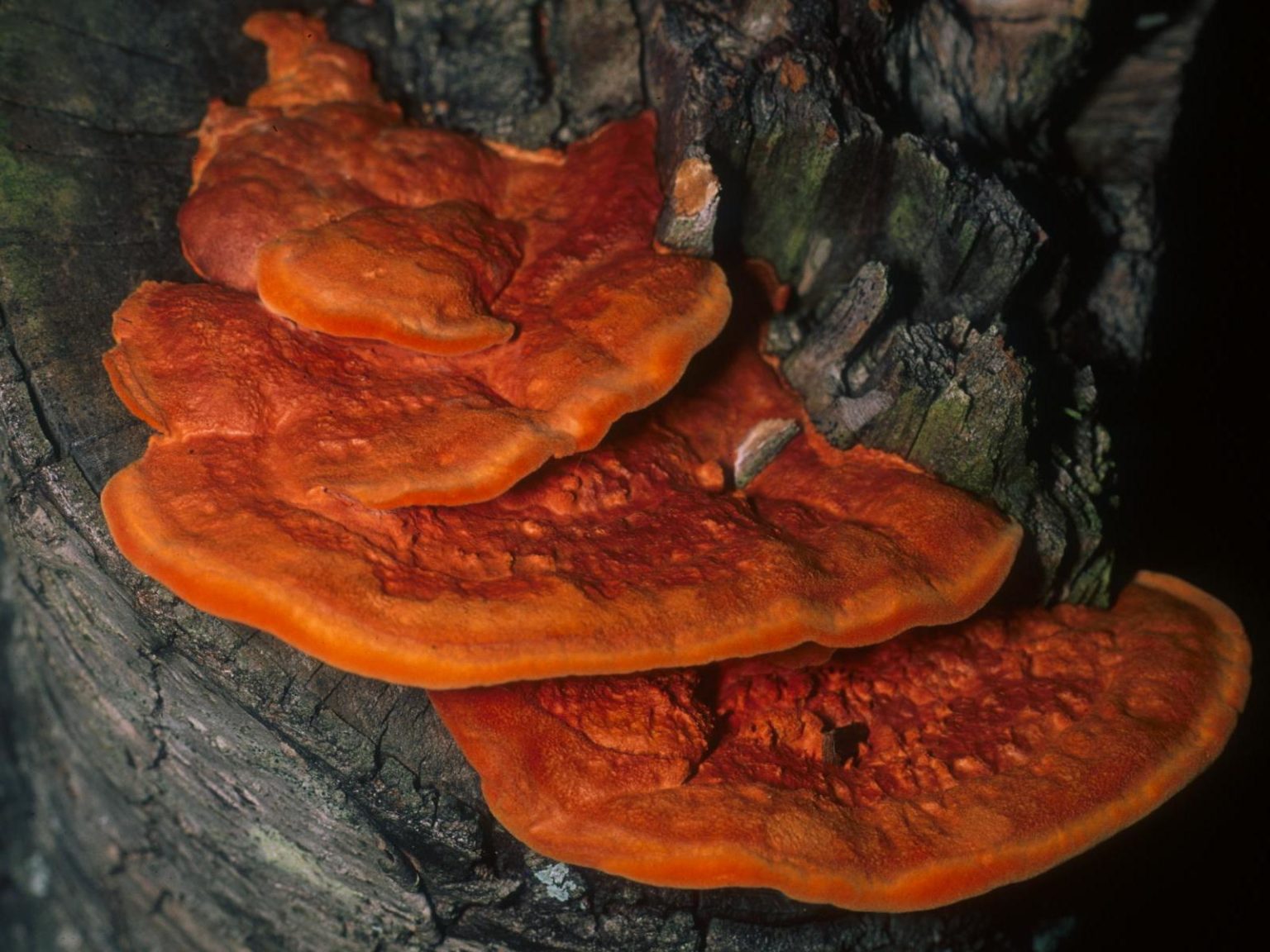 Pycnoporus cinnabarinus – identifier-les-champignons.com