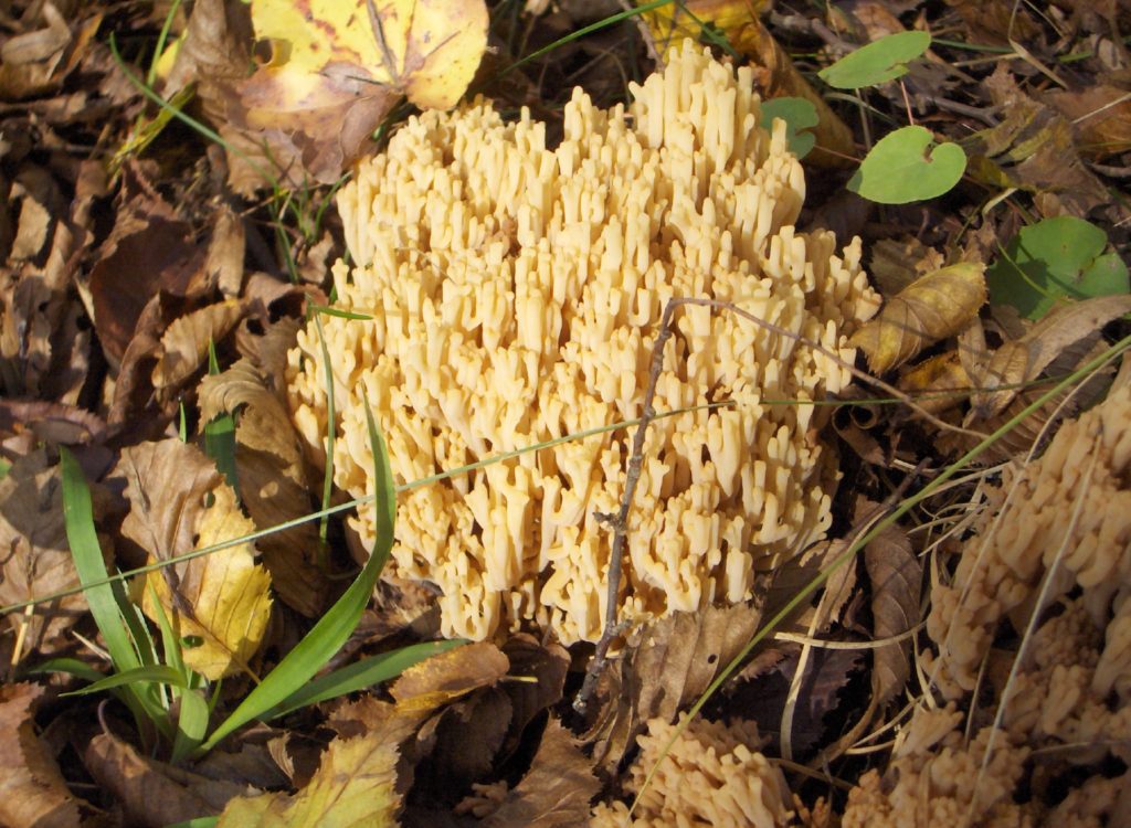 Ramaria pallida – identifier-les-champignons.com