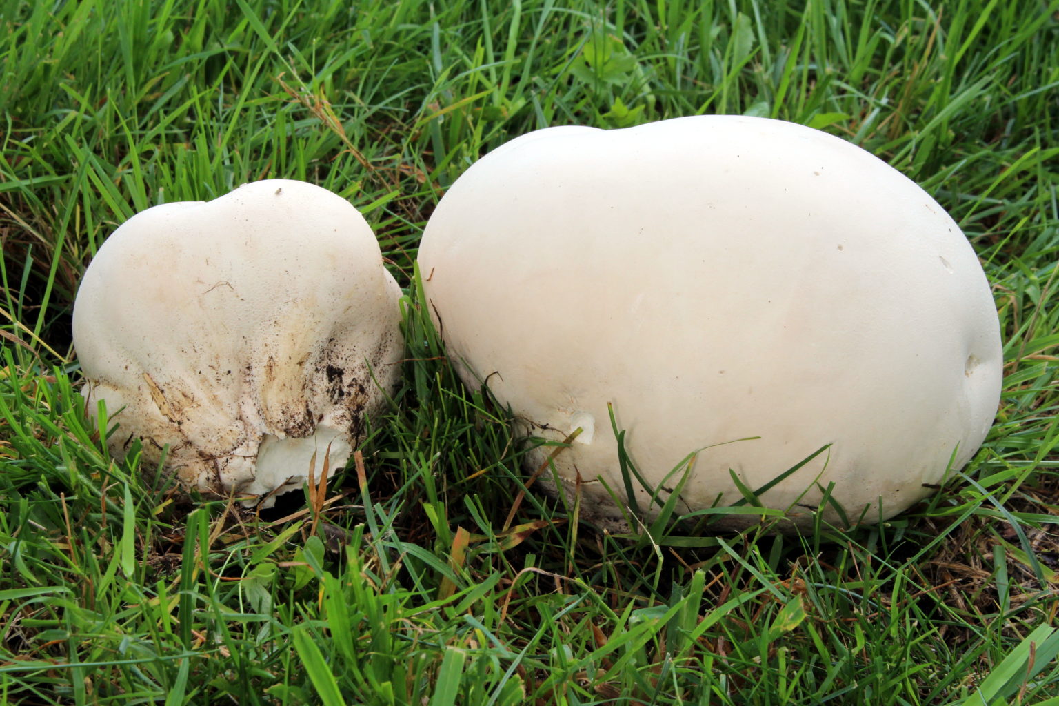 Calvatia gigantea – identifier-les-champignons.com