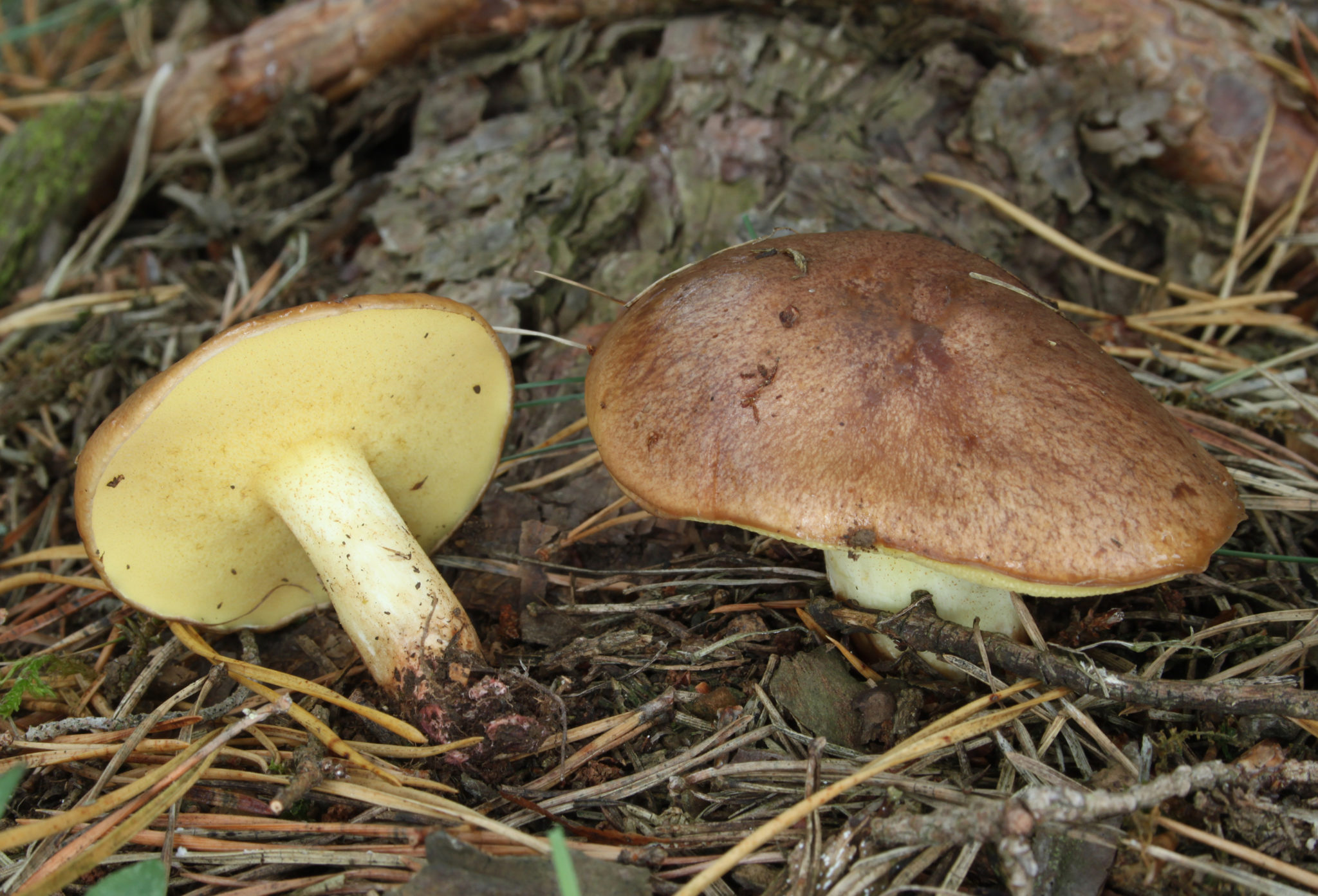 Suillus collinitus – identifier-les-champignons.com