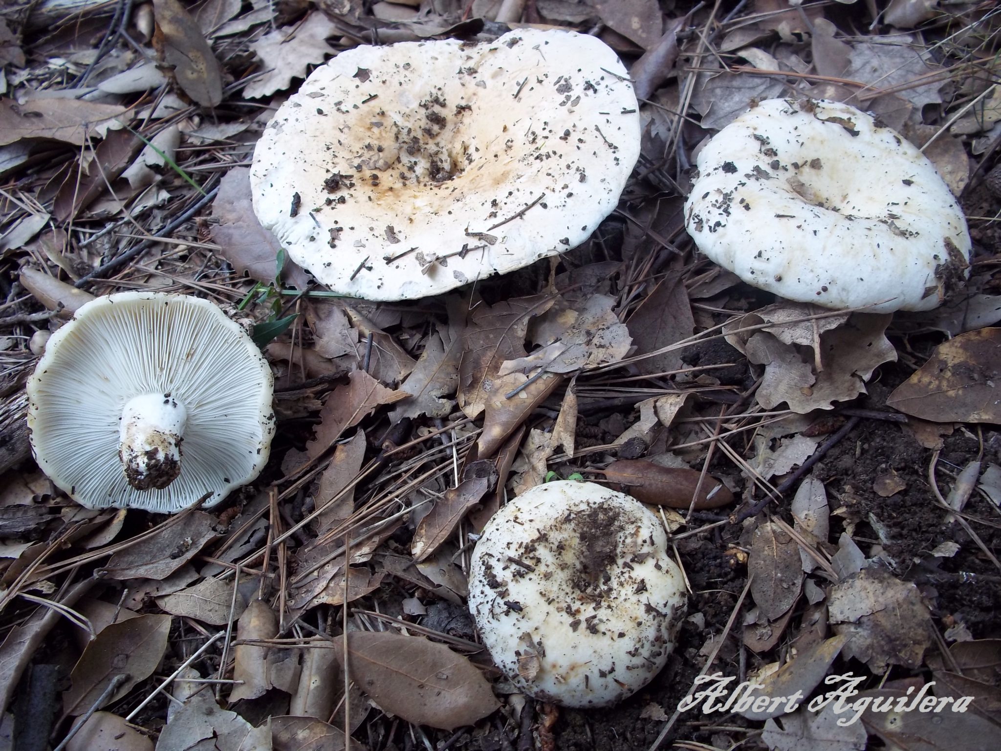 Russula delica – identifier-les-champignons.com