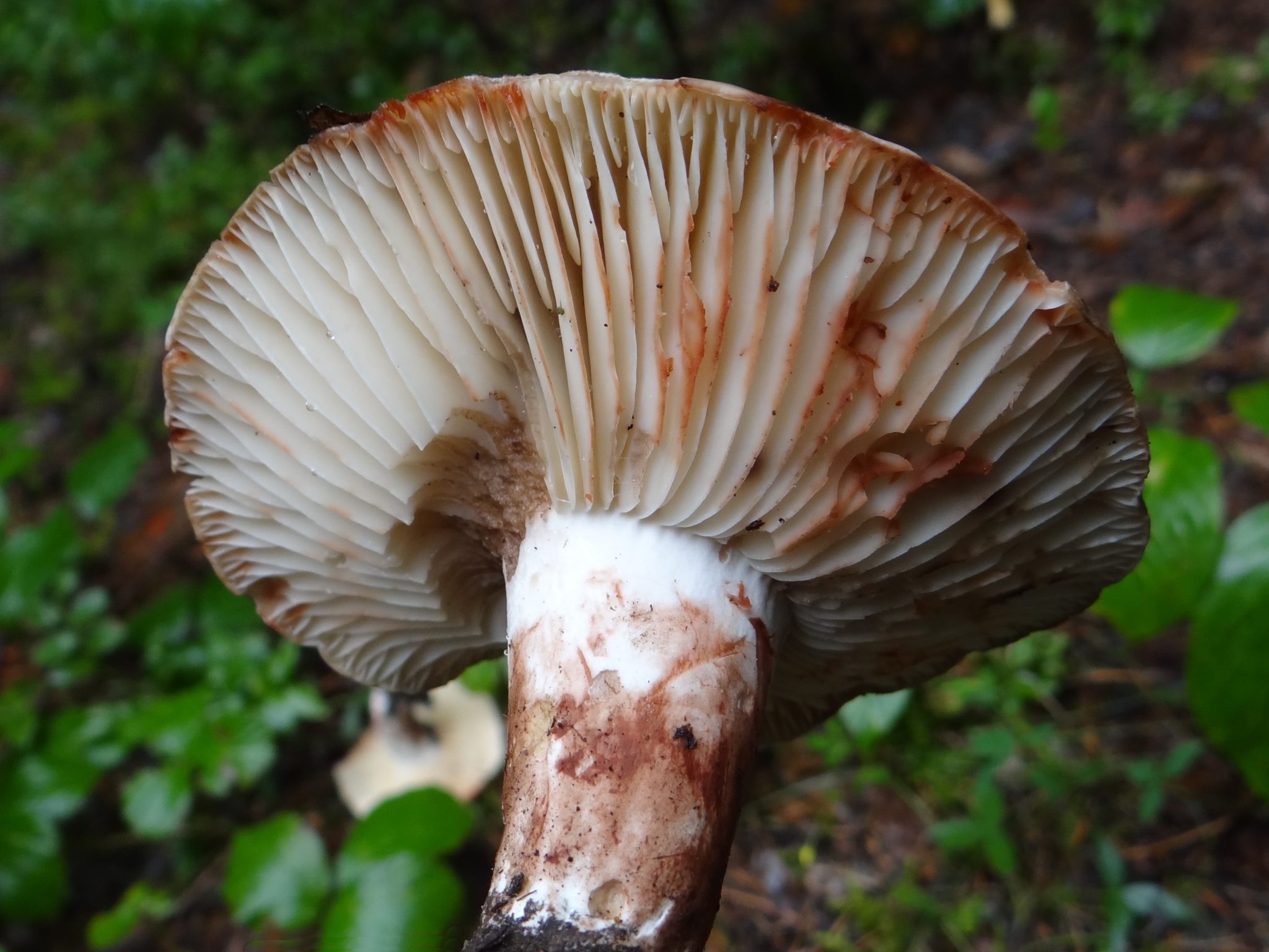 Russula adusta – identifier-les-champignons.com