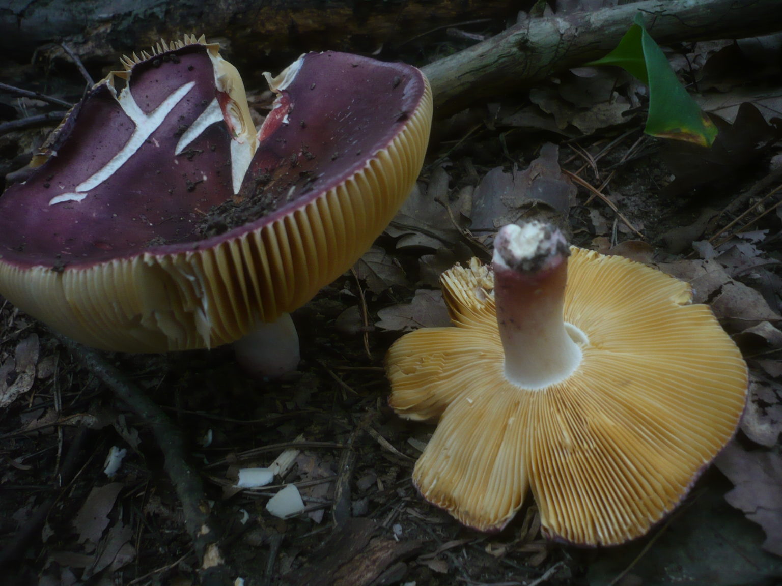 Russula alutacea – identifier-les-champignons.com