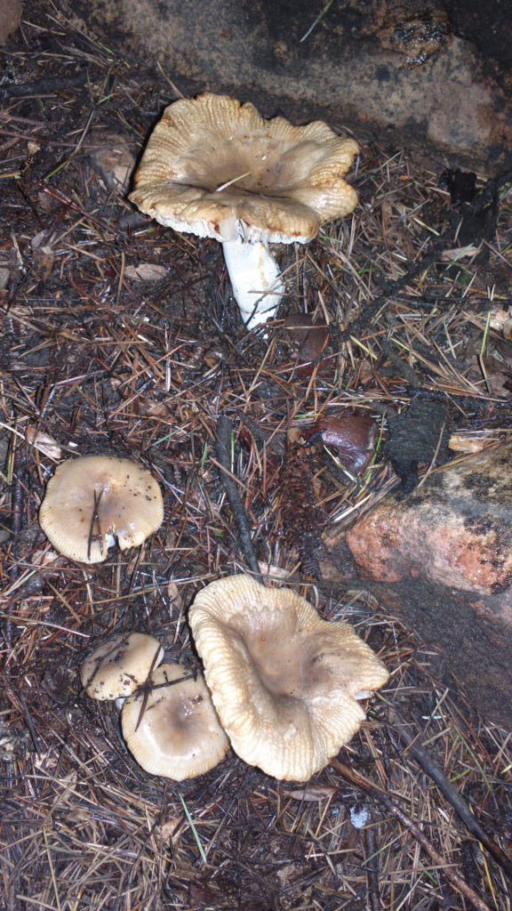 Russula sororia – identifier-les-champignons.com