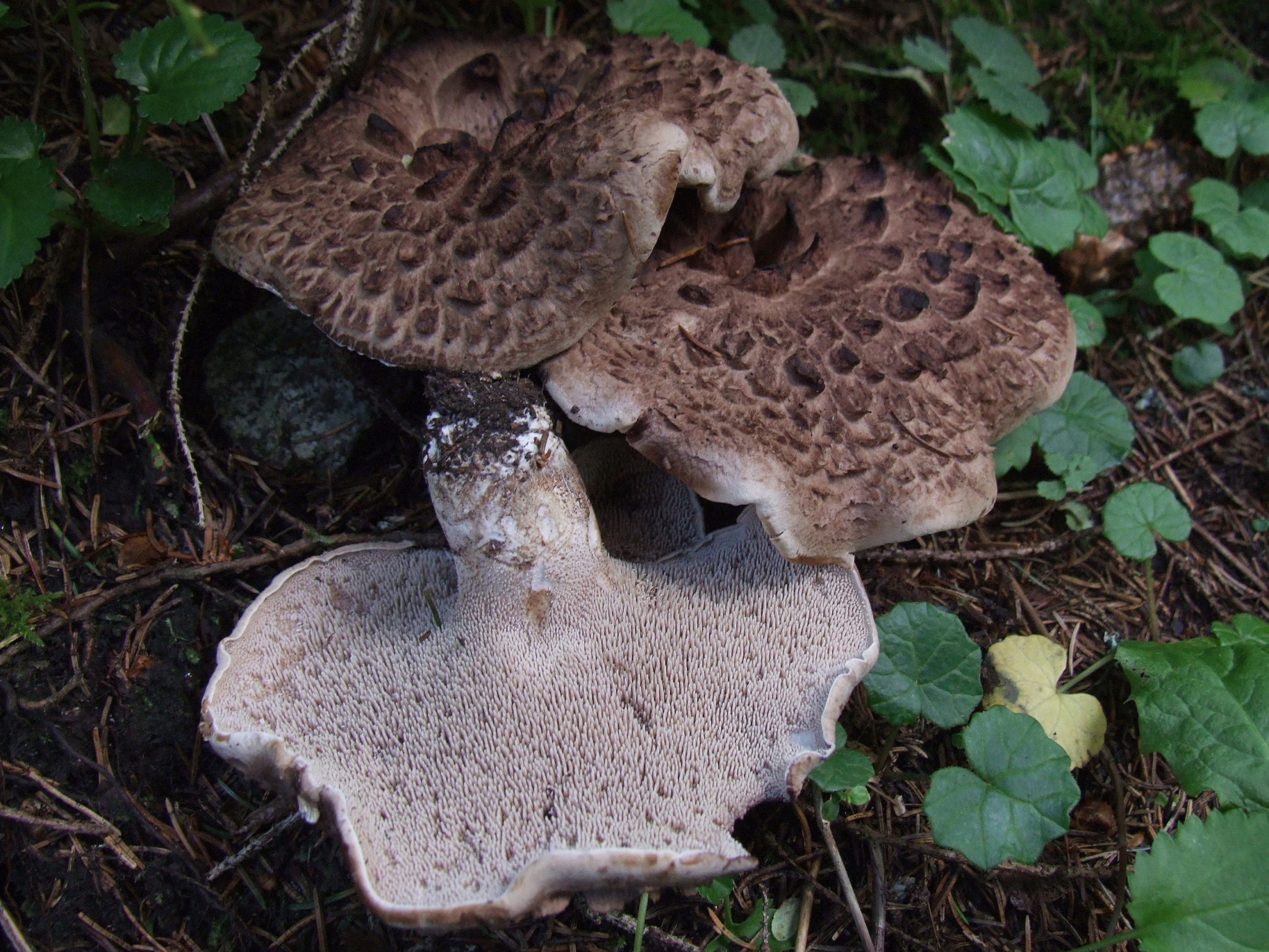 Sarcodon imbricatus – identifier-les-champignons.com