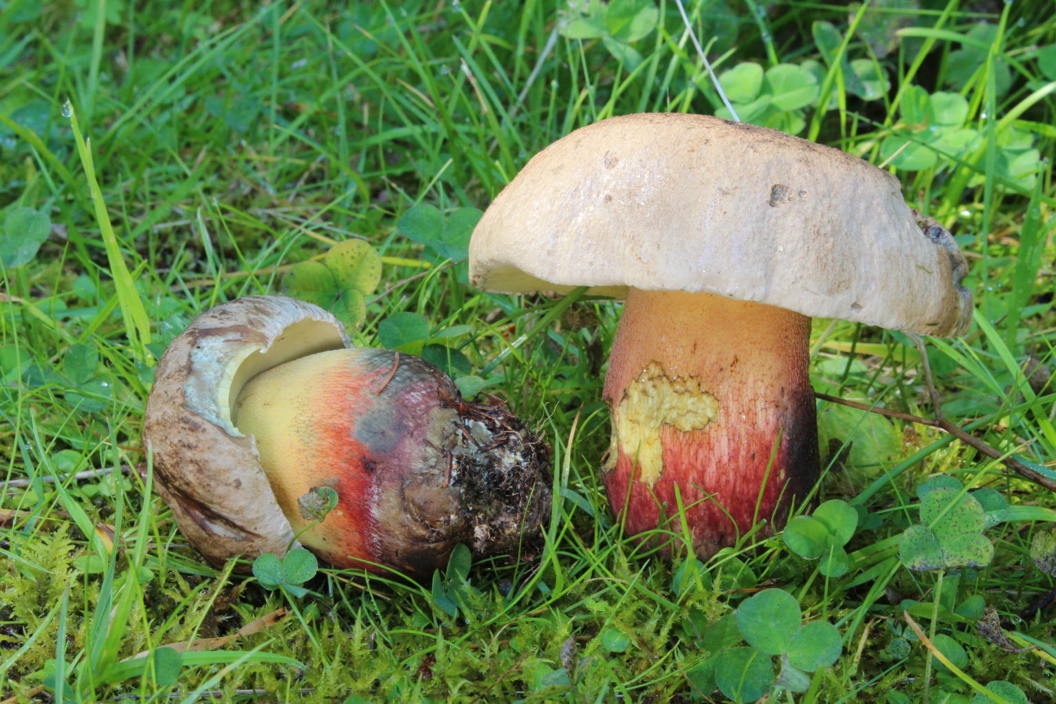 Boletus calopus – identifier-les-champignons.com