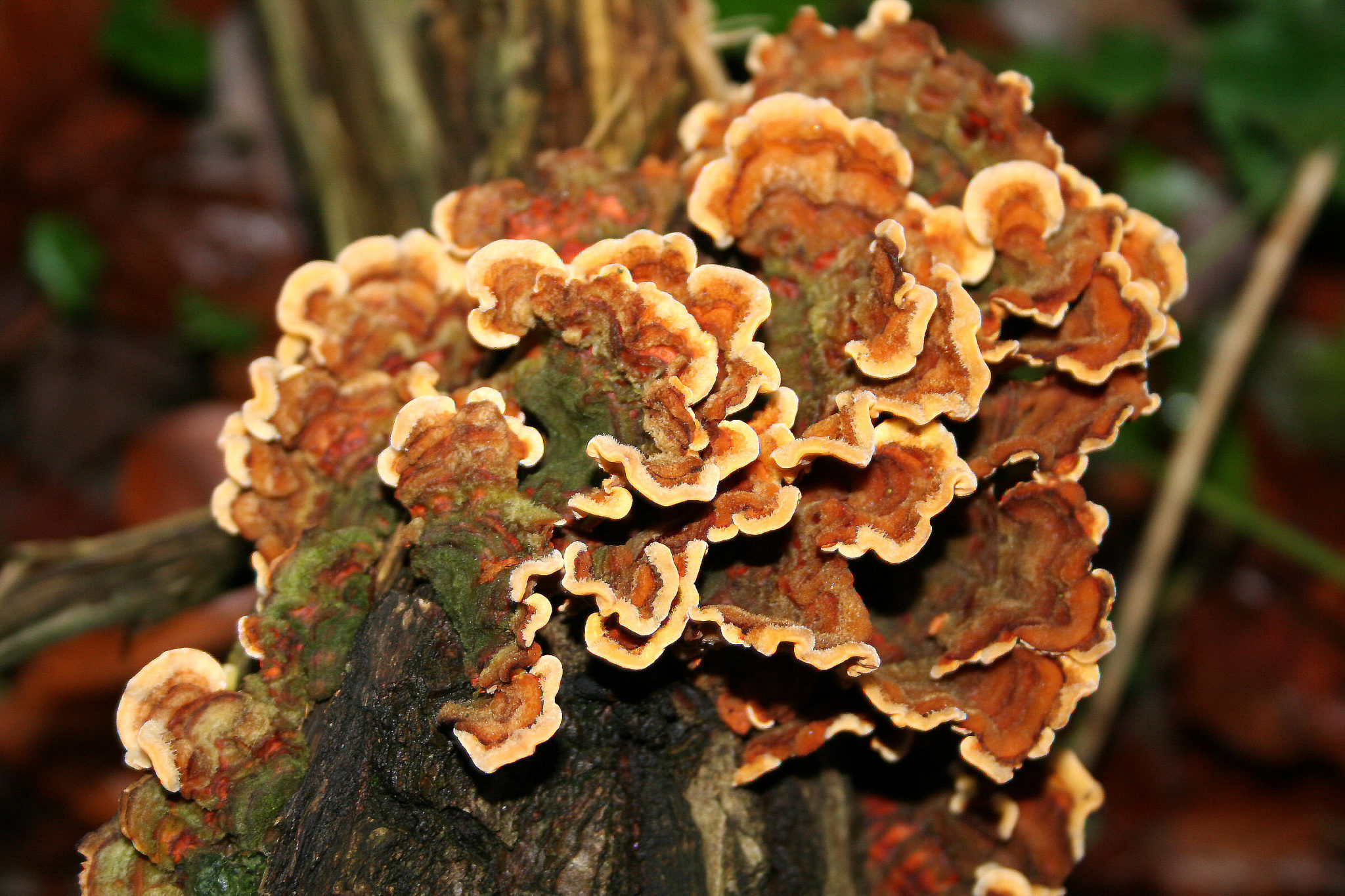 Stereum gausapatum – identifier-les-champignons.com