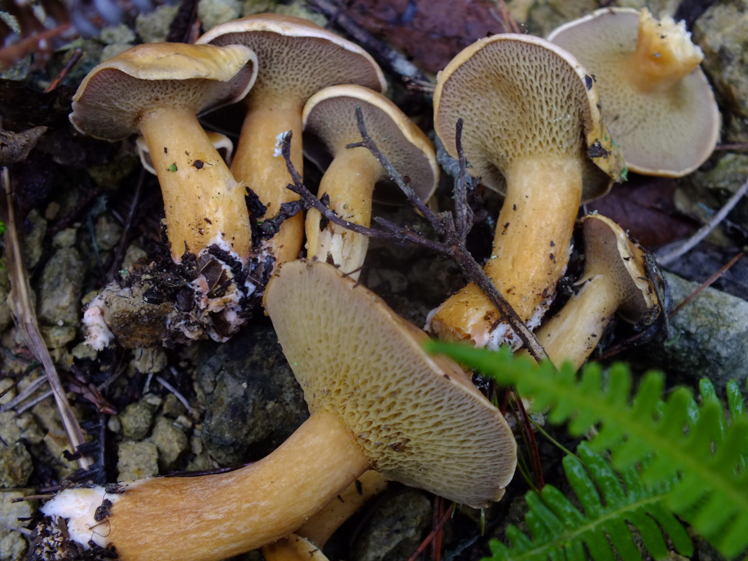 Suillus bovinus – identifier-les-champignons.com