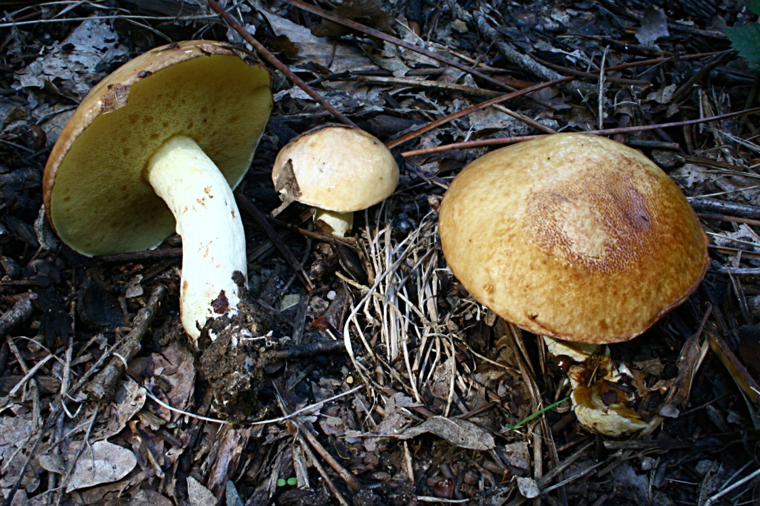 Suillus granulatus – identifier-les-champignons.com