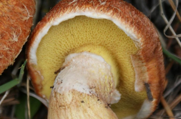 Boletinus landkammeri – identifier-les-champignons.com