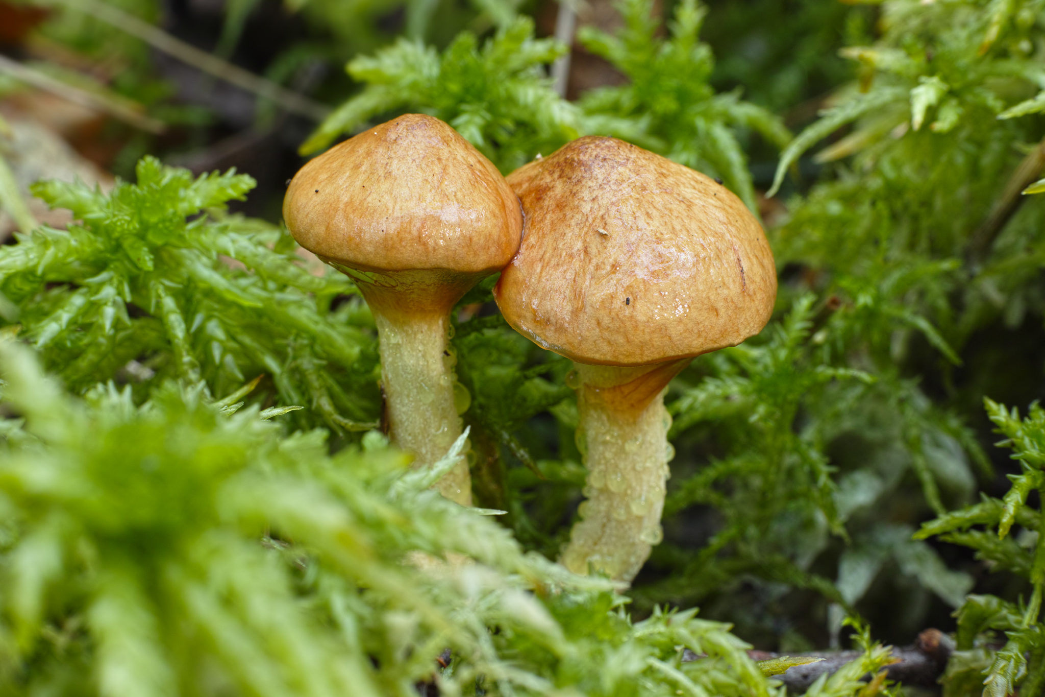 Suillus flavidus – identifier-les-champignons.com